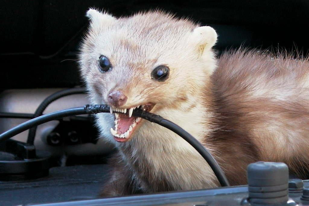 Ako na kuny v aute - Everest Technology